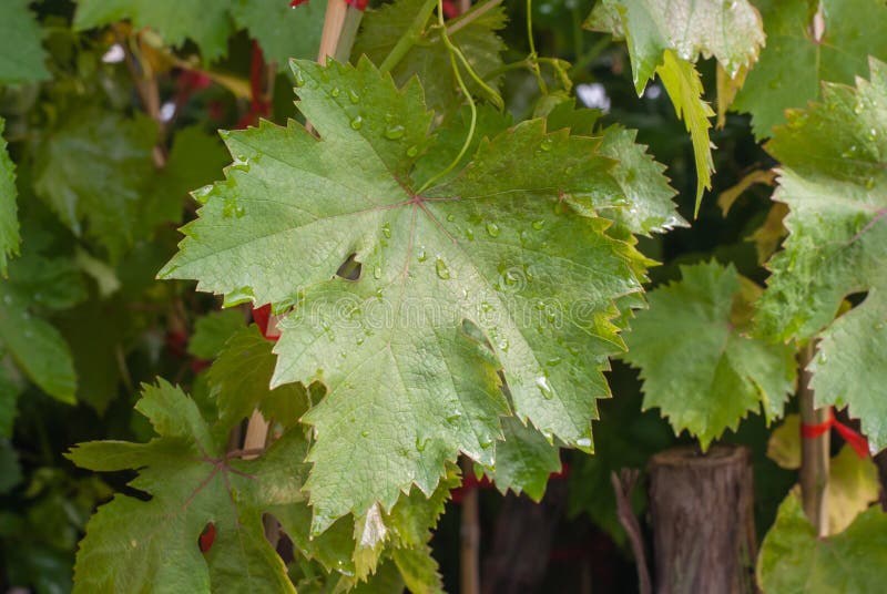 Folha da videira foto de stock. Imagem de folhas, videira - 37904584
