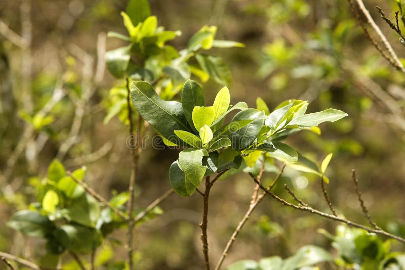 FOLHAS DA COCA foto de stock. Imagem de verde, andean - 1700328