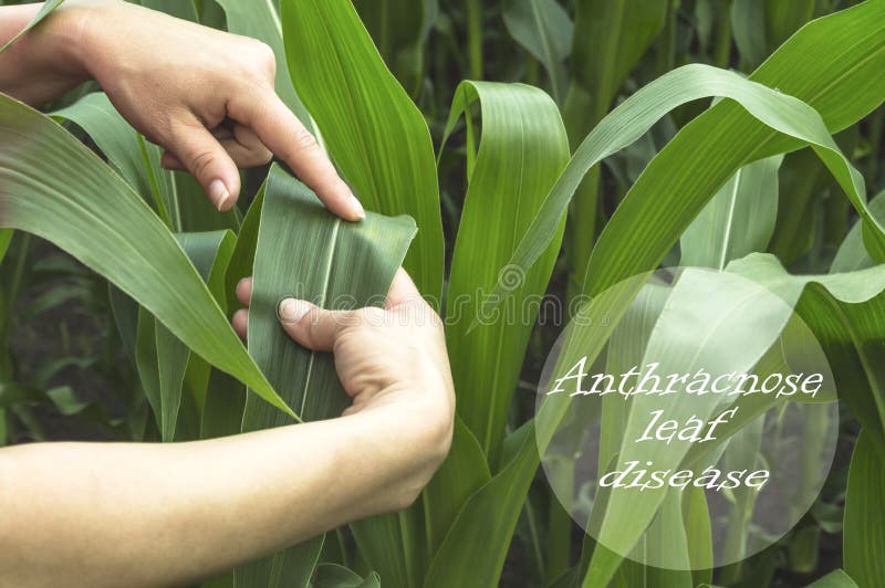 Folha De Exame Do Milho No Campo Foto de Stock - Imagem de fresco ...