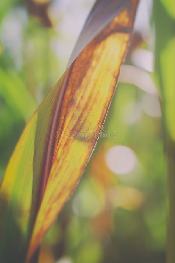 Folha de milho imagem de stock. Imagem de cores, planta - 83703277