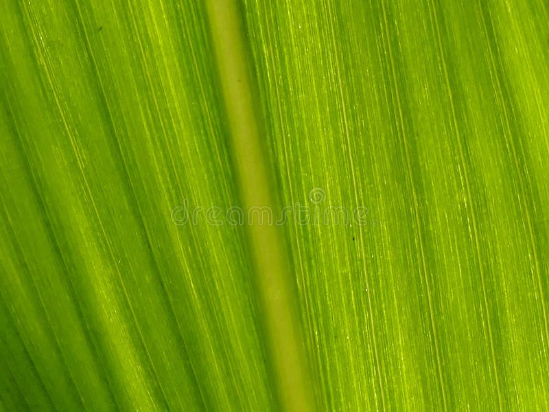 Folha De Milho Em Formato Retroiluminado Completo Foto de Stock ...