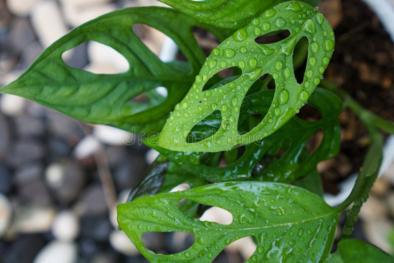 Folha De Plantas Do Macaco Monstera Foto de Stock - Imagem de macaco ...
