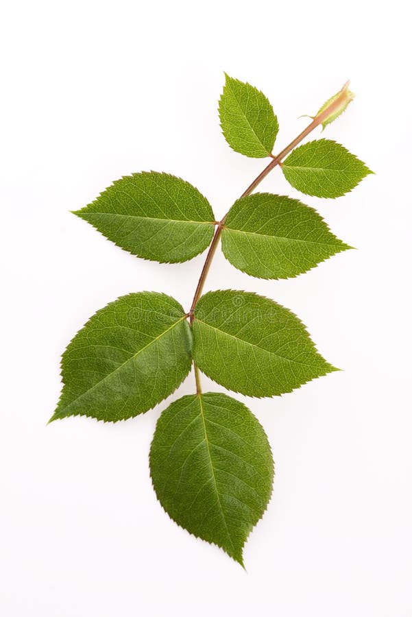 Folha de Rosa imagem de stock. Imagem de isolado, verde - 10977871