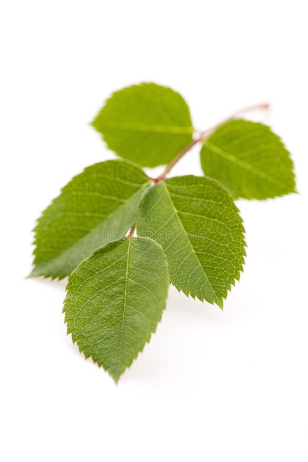 Folha de Rosa foto de stock. Imagem de romance, casamento - 41472892