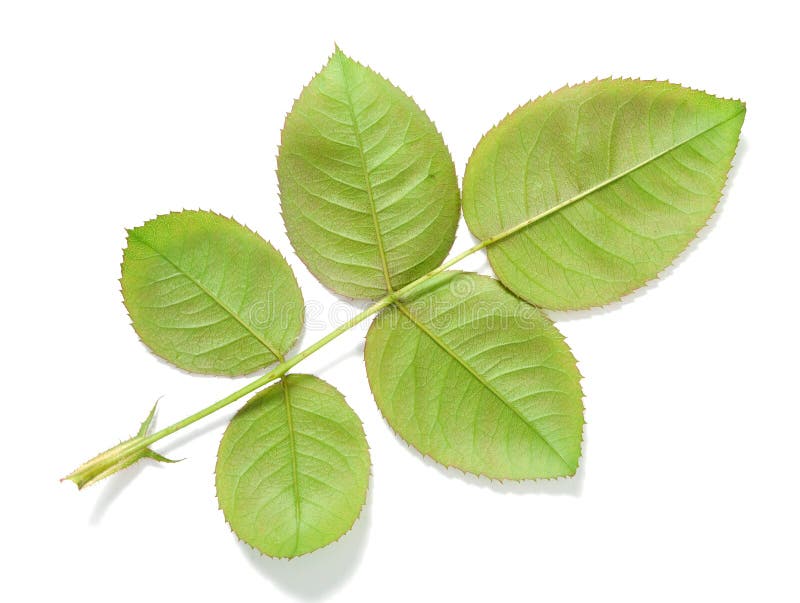 Folha de Rosa foto de stock. Imagem de verde, perene - 70321174