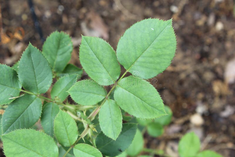 Folha de Rosa foto de stock. Imagem de espinho, jardim - 91024704