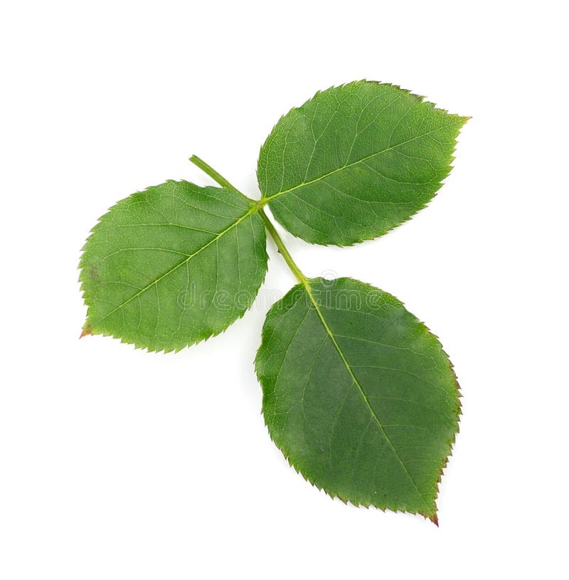 Folha De Rosa Isolada No Fundo Branco Foto de Stock - Imagem de amor ...