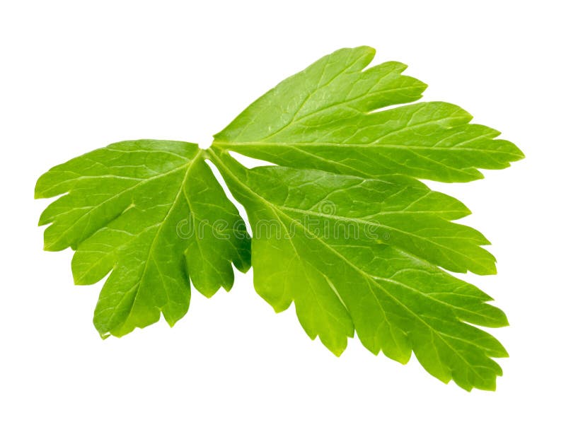 Folha De Salsa Isolada Em Fundo Branco. Salsa Verde Fresca Foto de ...