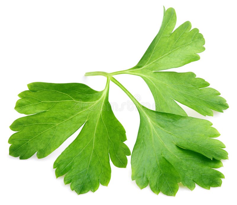 Única Folha Do Coentro Da Erva Da Salsa Isolada No Branco Imagem de ...