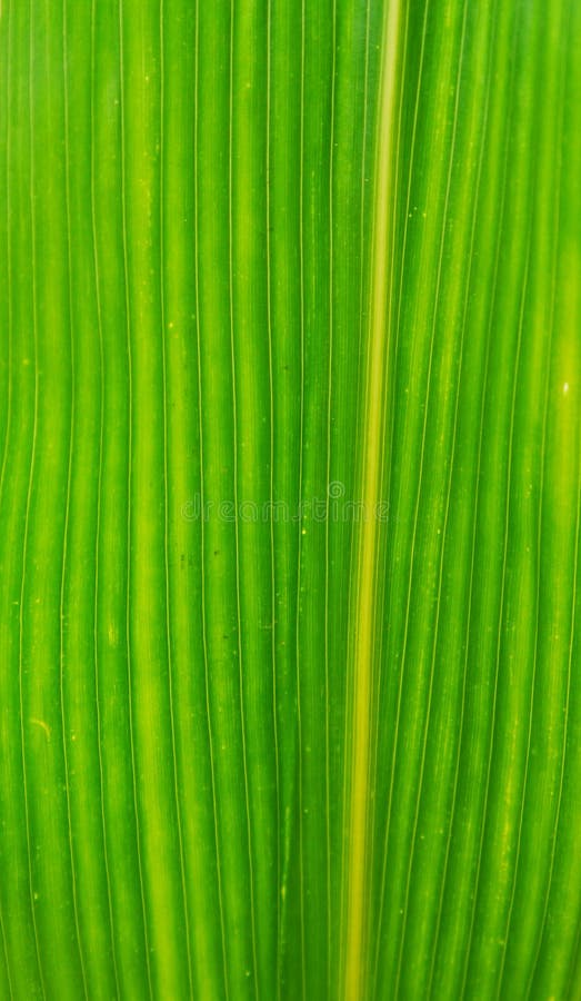 Folha do milho foto de stock. Imagem de terra, fazenda - 5566702