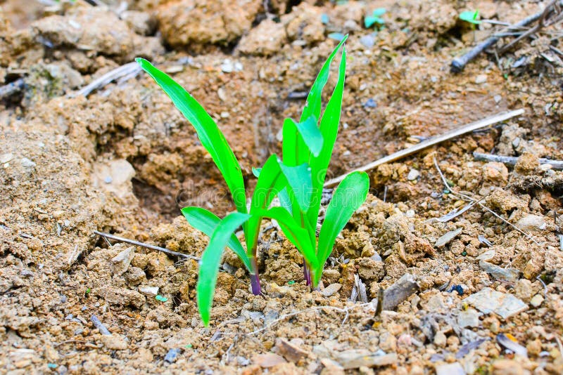 Folha do milho imagem de stock. Imagem de orgânico, isolado - 33856173