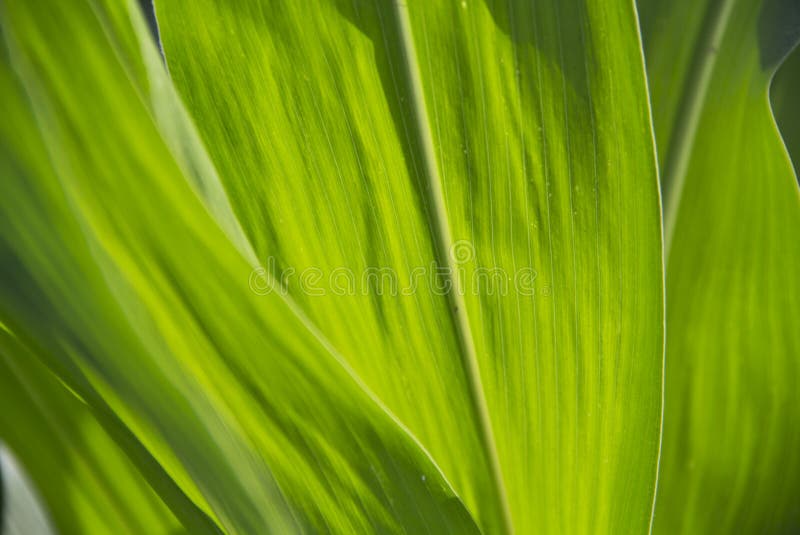 Folha de milho imagem de stock. Imagem de detalhes, ambiente - 34197893