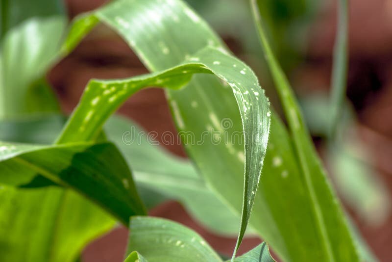 Folha do milho foto de stock. Imagem de folha, agronomia - 94379002