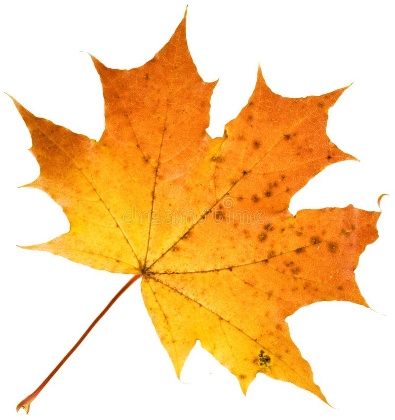 Folha Do Outono Foto de Stock - Imagem: 6894090