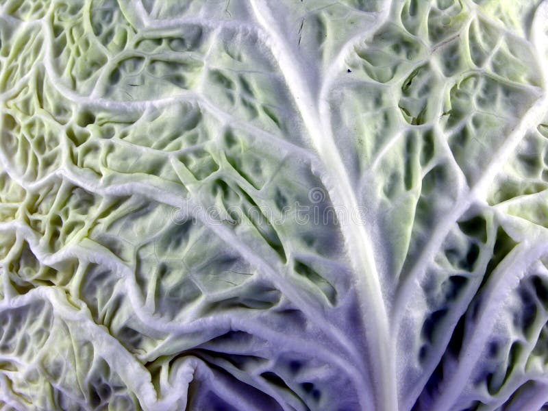 Folha do repolho imagem de stock. Imagem de repolho, dietético - 7643963