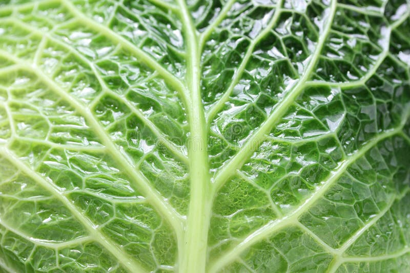Folha do repolho de Savoy foto de stock. Imagem de folha - 16762356