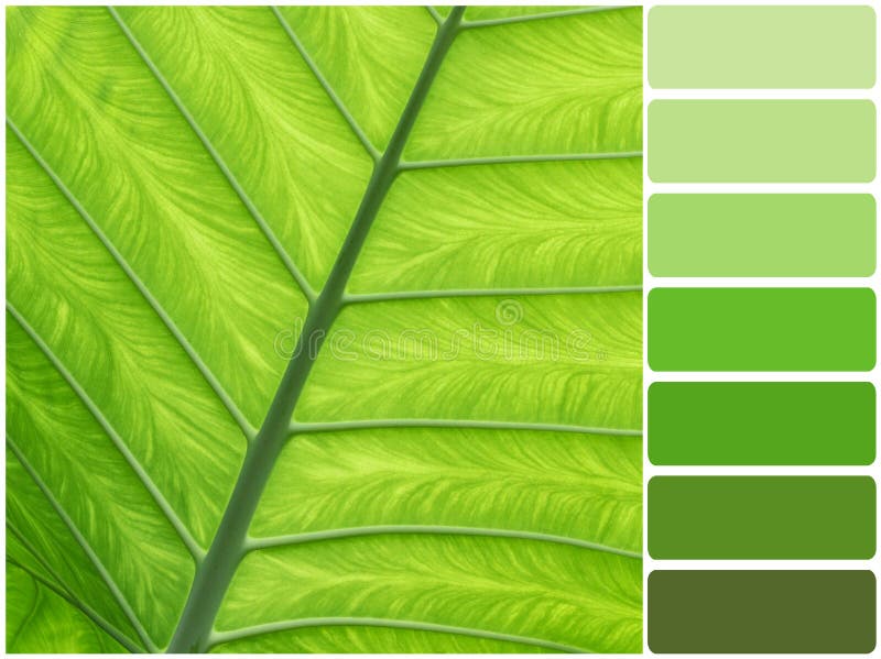 Folha E Paleta De Cores Verdes Foto de Stock - Imagem de folha, pintura ...