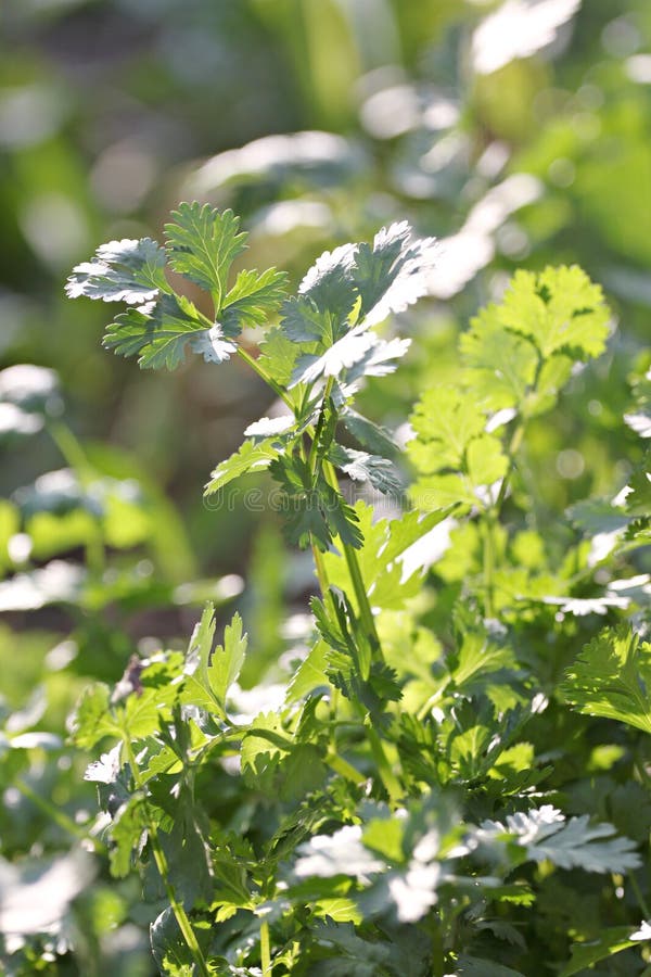 Folha Fresca Do Coentro Ou Do Coentro. Foto de Stock - Imagem de ...