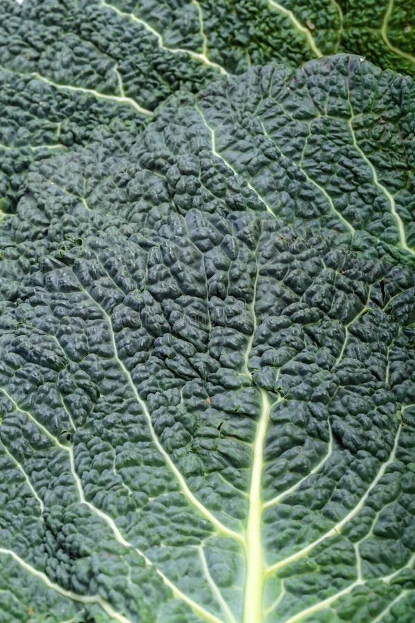 Folha Fresca Do Repolho De Savoy Imagem de Stock - Imagem de ...