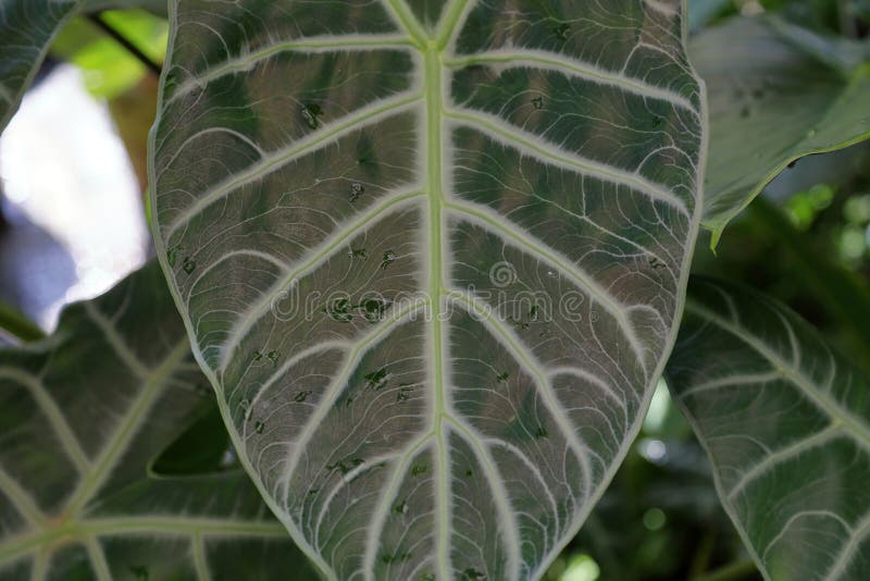 Folha grossa da planta imagem de stock. Imagem de folha - 123454567