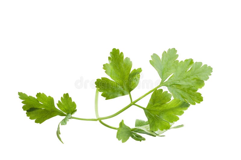 Folha da salsa foto de stock. Imagem de branco, cozinheiro - 119402132