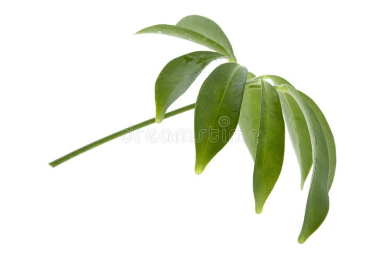 Folha no fundo branco foto de stock. Imagem de orgânico - 12623492