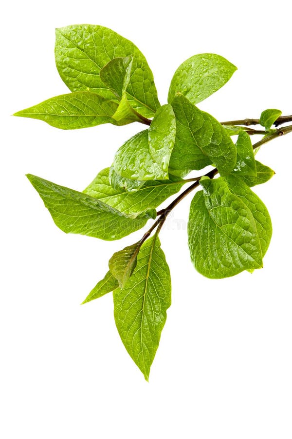 Folha da mola imagem de stock. Imagem de branco, mola - 4970037