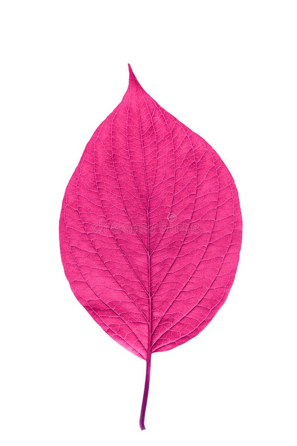 Folha Rosa Com Textura Isolada Em Branco Imagem de Stock - Imagem de ...