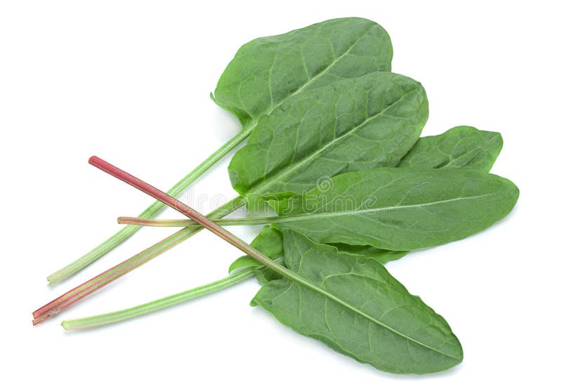 Folha Vegetal Da Azeda Isolada Imagem de Stock - Imagem de doca, branco ...