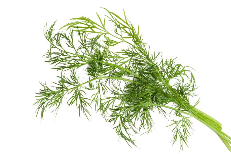 Folha verde da erva-doce imagem de stock. Imagem de verde - 9613393