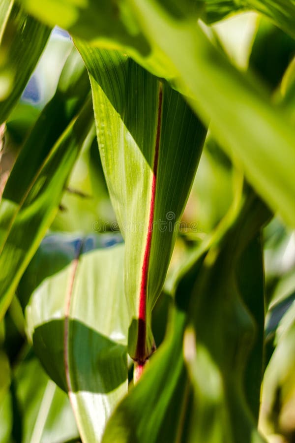 Folha verde de milho imagem de stock. Imagem de folha - 174638335