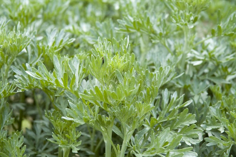 Folha Verde De Uma Planta Do Absinto Foto de Stock - Imagem de folhas ...