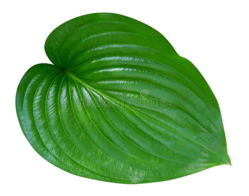 Folha verde isolada foto de stock. Imagem de flora, crescimento - 92937516