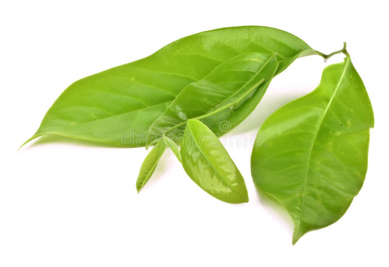 Árvore De Banana Isolada No Fundo Branco Foto de Stock - Imagem de verde, fundo: 100430190