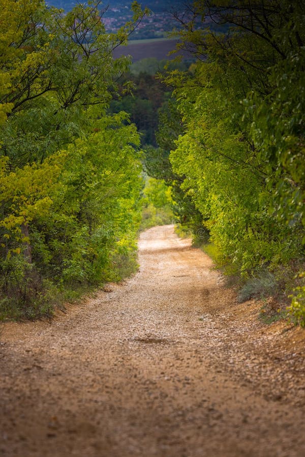 Folhagem Verde Com ângulo De Trajetória Forestal Imagem de Stock - Imagem de curso, folha: 259640509