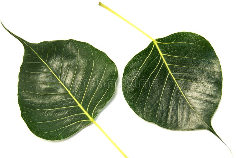 Folhas foto de stock. Imagem de folhas, forma, folha, filial - 5521976