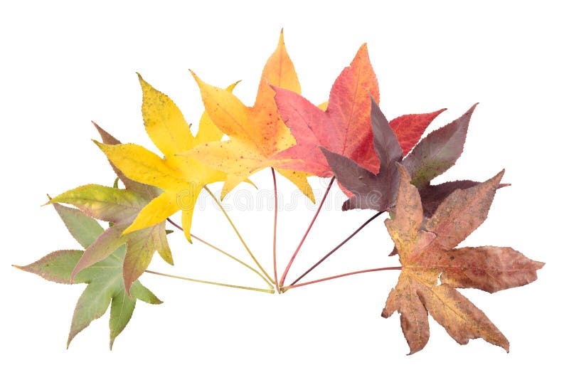 Folhas coloridas foto de stock. Imagem de planta, brilhante - 26220938