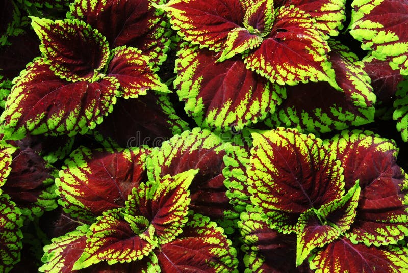 Folhas Coloridas De Plantas Imagem de Stock - Imagem de console ...