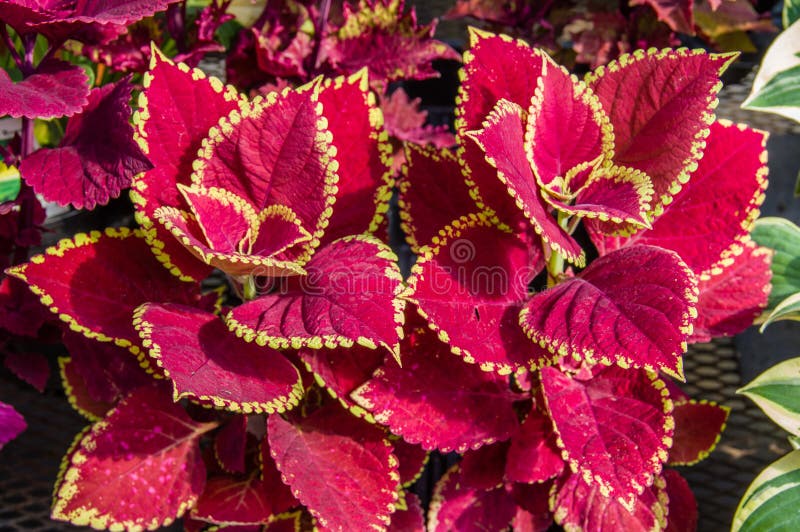 Folhas Coloridas Em Plantas Do Coleus Imagem de Stock - Imagem de anual ...