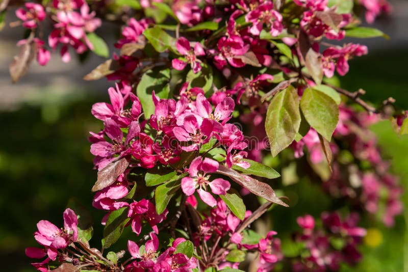 Folhas cor-de-rosa do mato foto de stock. Imagem de folhas - 223876998