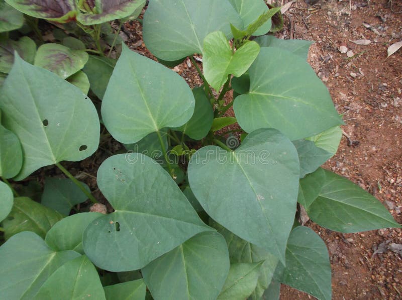 Folhas da batata doce imagem de stock. Imagem de doce - 53212061