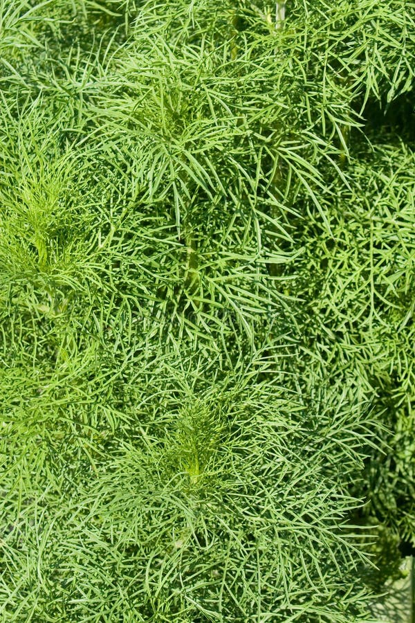 Folhas Da Erva Da Erva-doce Imagem de Stock - Imagem de holístico ...