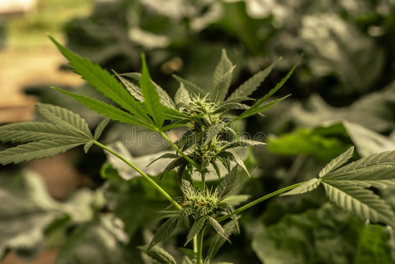 Folhas Da Marijuana, Cannabis Com Fundo Do Bokeh, Fundo Bonito, Cultivo ... Folhas Da Marijuana, Cannabis Com Fundo Do Bokeh, Fundo Bonito, Cultivo ...