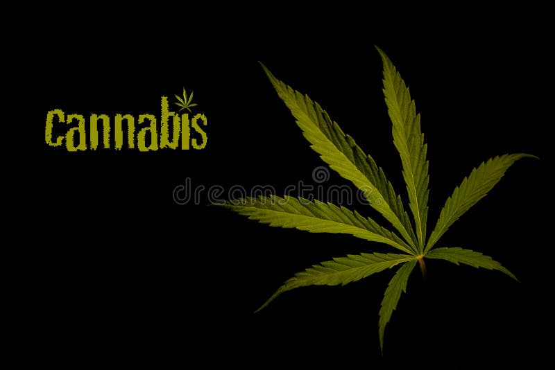 Folhas Da Marijuana Em Um Fundo Preto Foto de Stock - Imagem de textura ... Folhas Da Marijuana Em Um Fundo Preto Foto de Stock - Imagem de textura ...