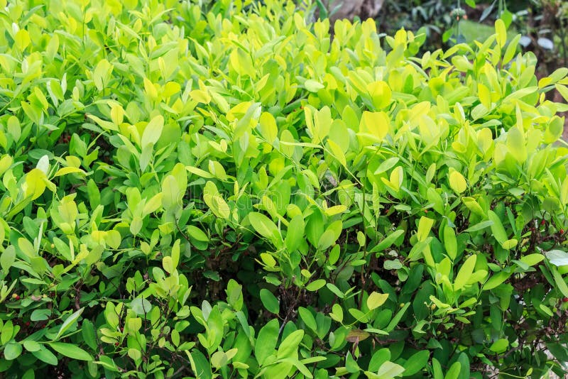 Planta Da Coca Que Cresce Em Uma Cuba Foto de Stock - Imagem de ...