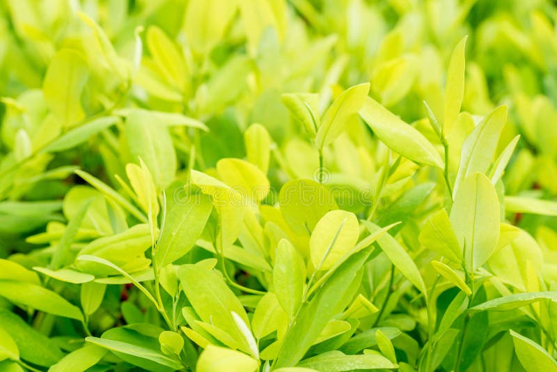 Folhas da planta da coca foto de stock. Imagem de coca - 87265760