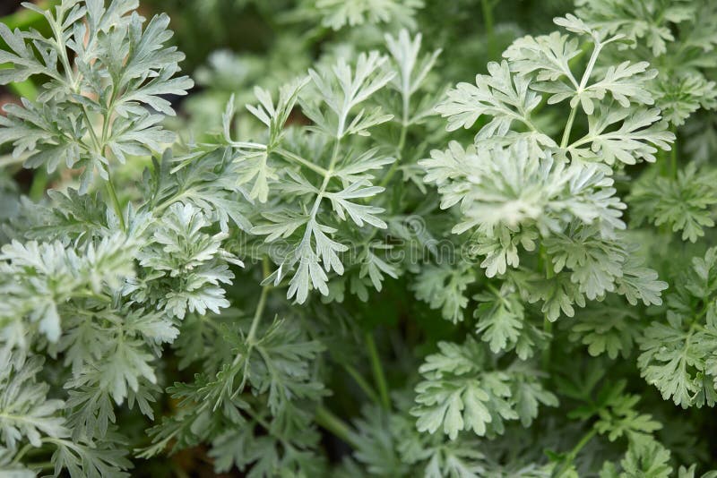 Folhas Da Planta Do Absinto, Fundo Da Artemísia Foto de Stock - Imagem ...