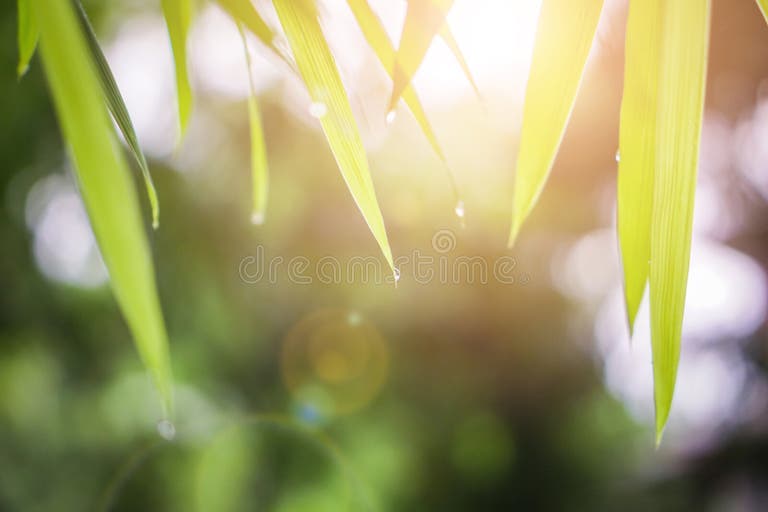 Folhas De Bambu Com Fundo Natural De Folha E Luz Solar Matinal Foto de ...