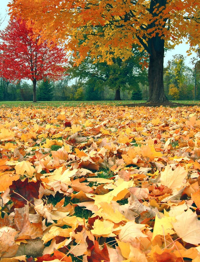 Folhas de outono foto de stock. Imagem de cores, novembro - 3739244