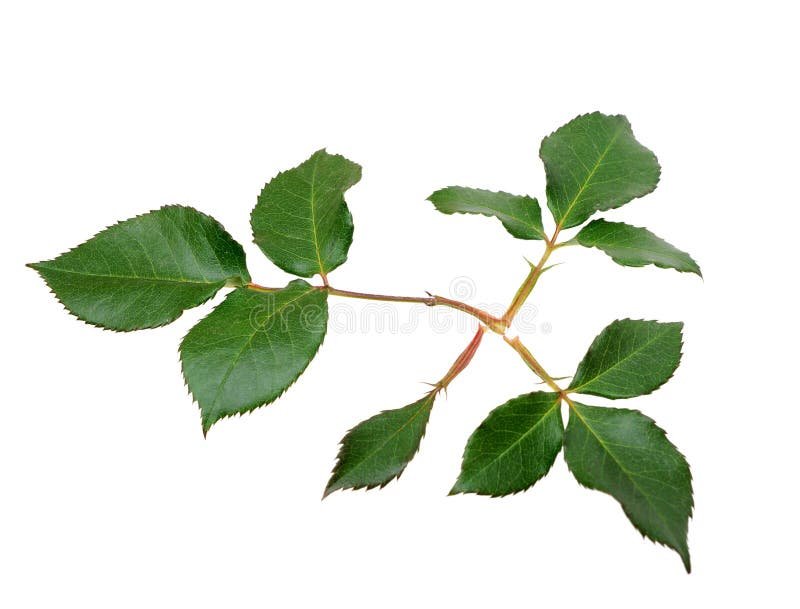 Folhas de Rosa foto de stock. Imagem de jardim, bonito - 30186848